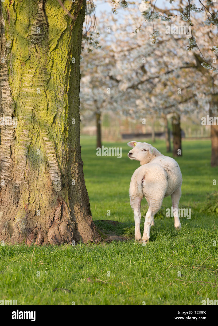 lambs and sheep in spring under blossoming cherry trees in dutch ...