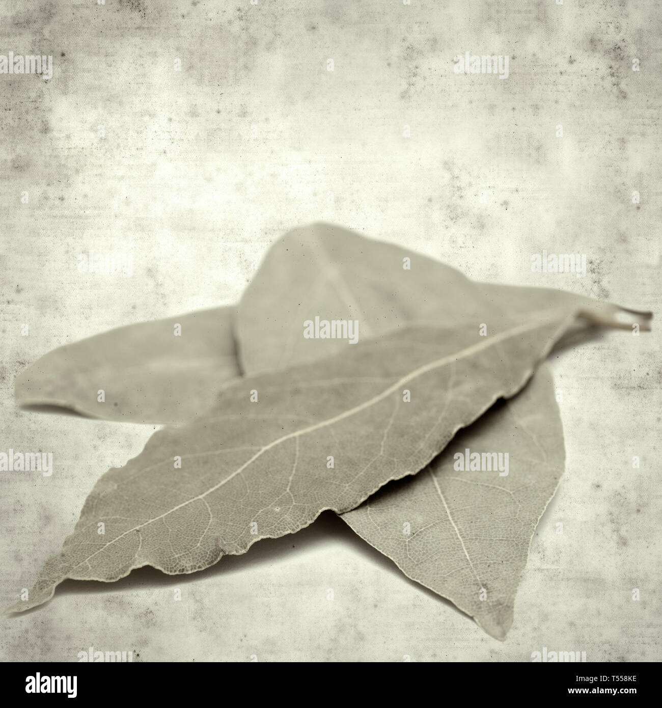 textured stylish old paper background, square, with dry bay leaves ...
