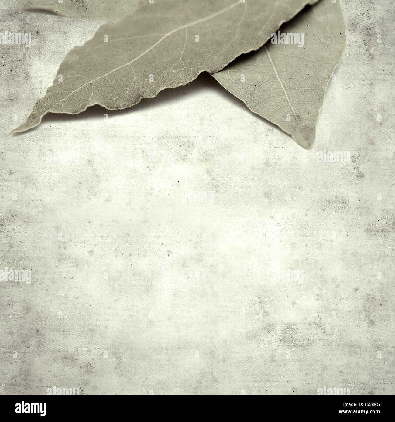 textured stylish old paper background, square, with dry bay leaves ...