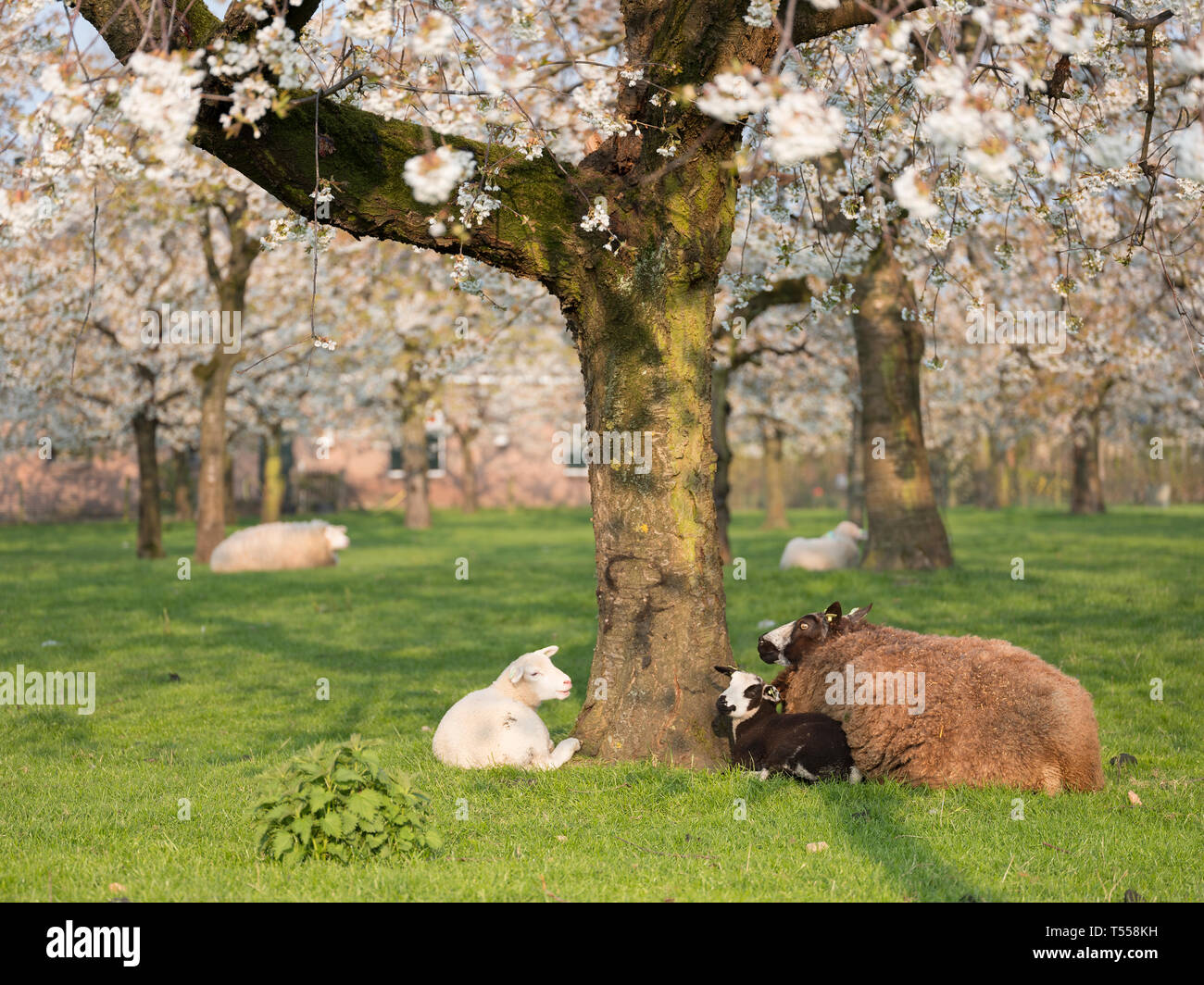 lambs and sheep in spring under blossoming cherry trees in dutch ...