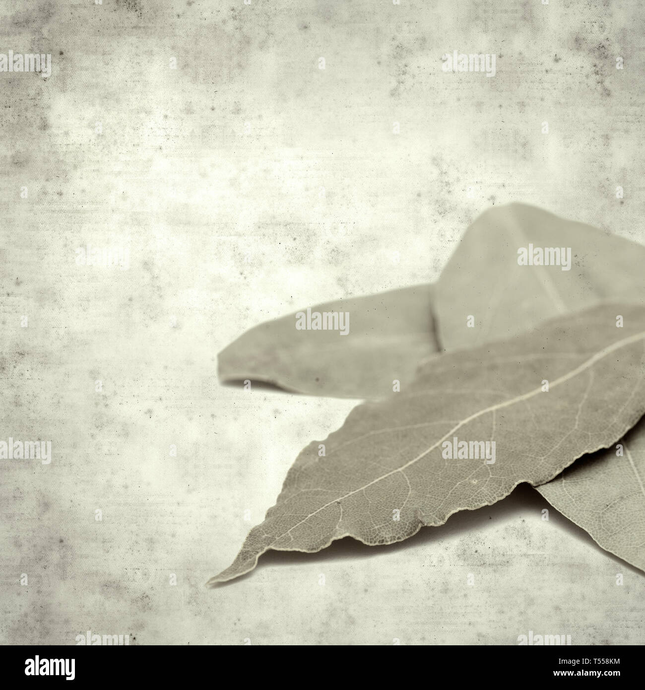 textured stylish old paper background, square, with dry bay leaves ...