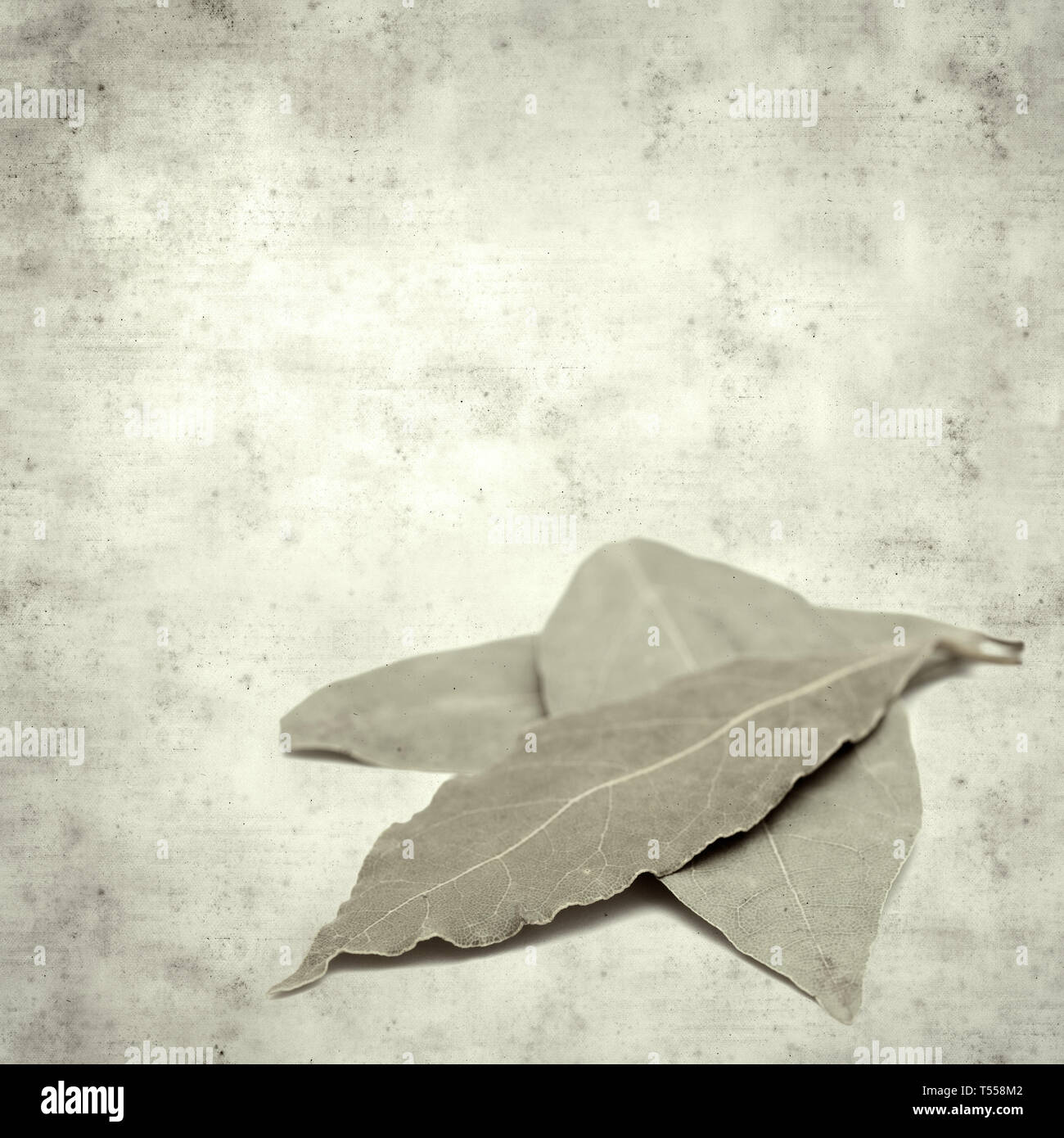 textured stylish old paper background, square, with dry bay leaves ...