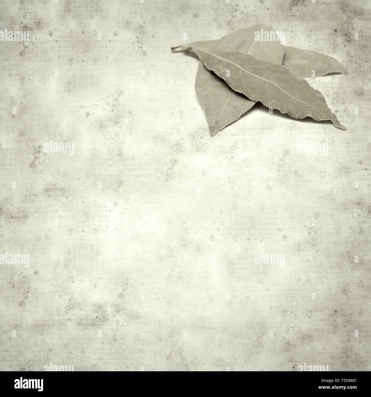 textured stylish old paper background, square, with dry bay leaves ...