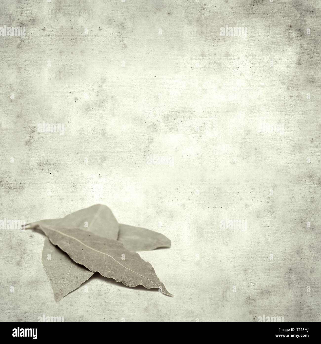 textured stylish old paper background, square, with dry bay leaves ...