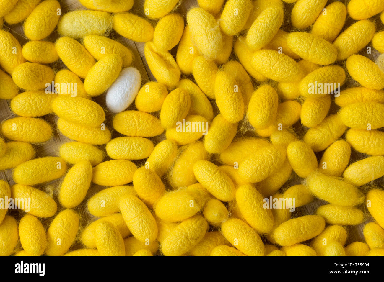 Golden cocoon hi-res stock photography and images - Alamy