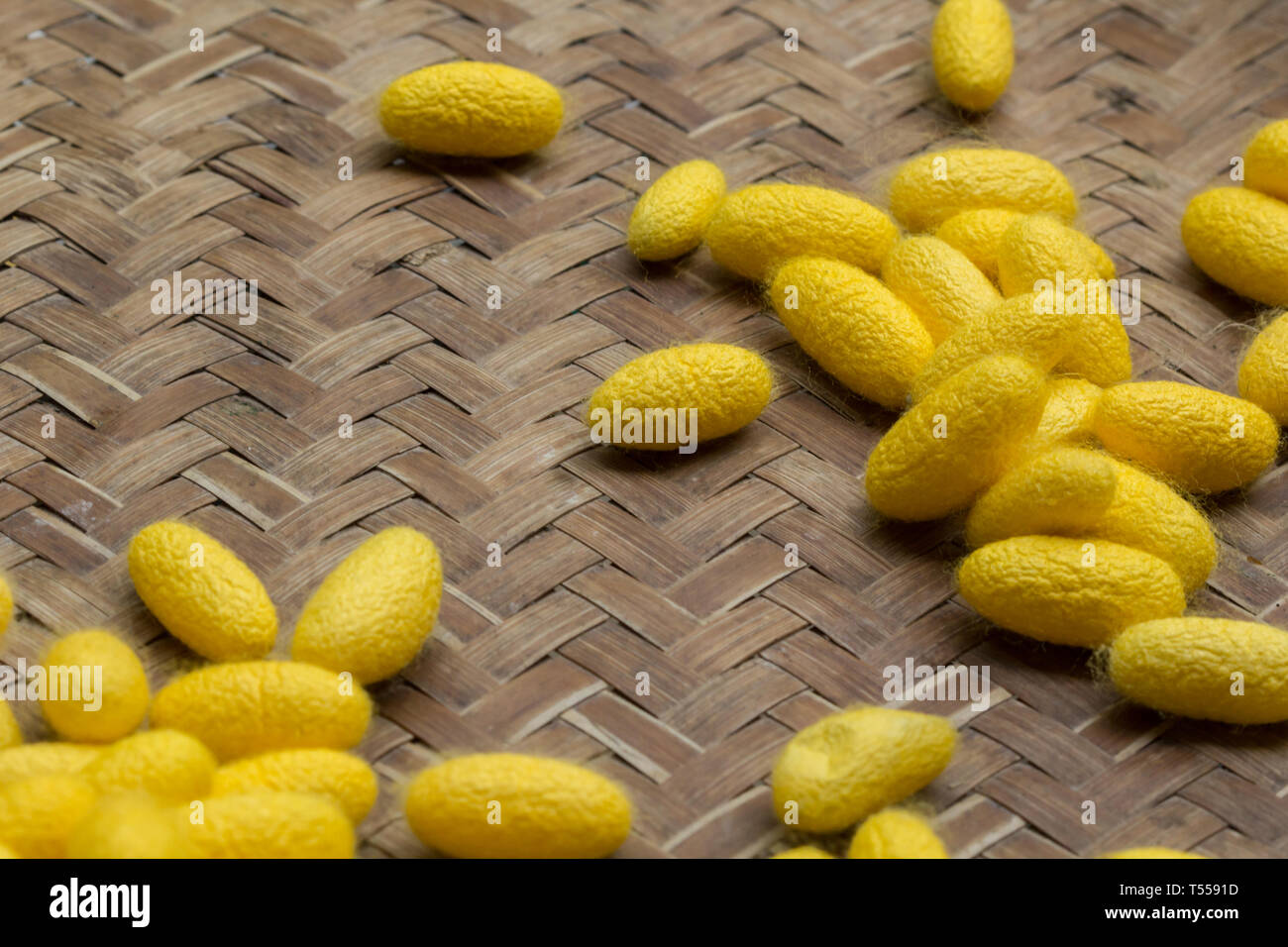 Gold silkworm hi-res stock photography and images - Alamy