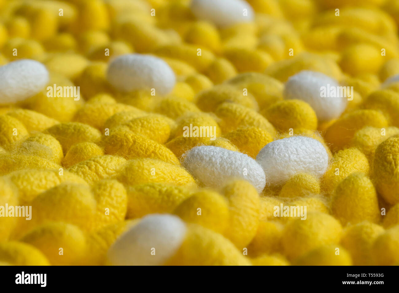 Cocoon silk hi-res stock photography and images - Alamy