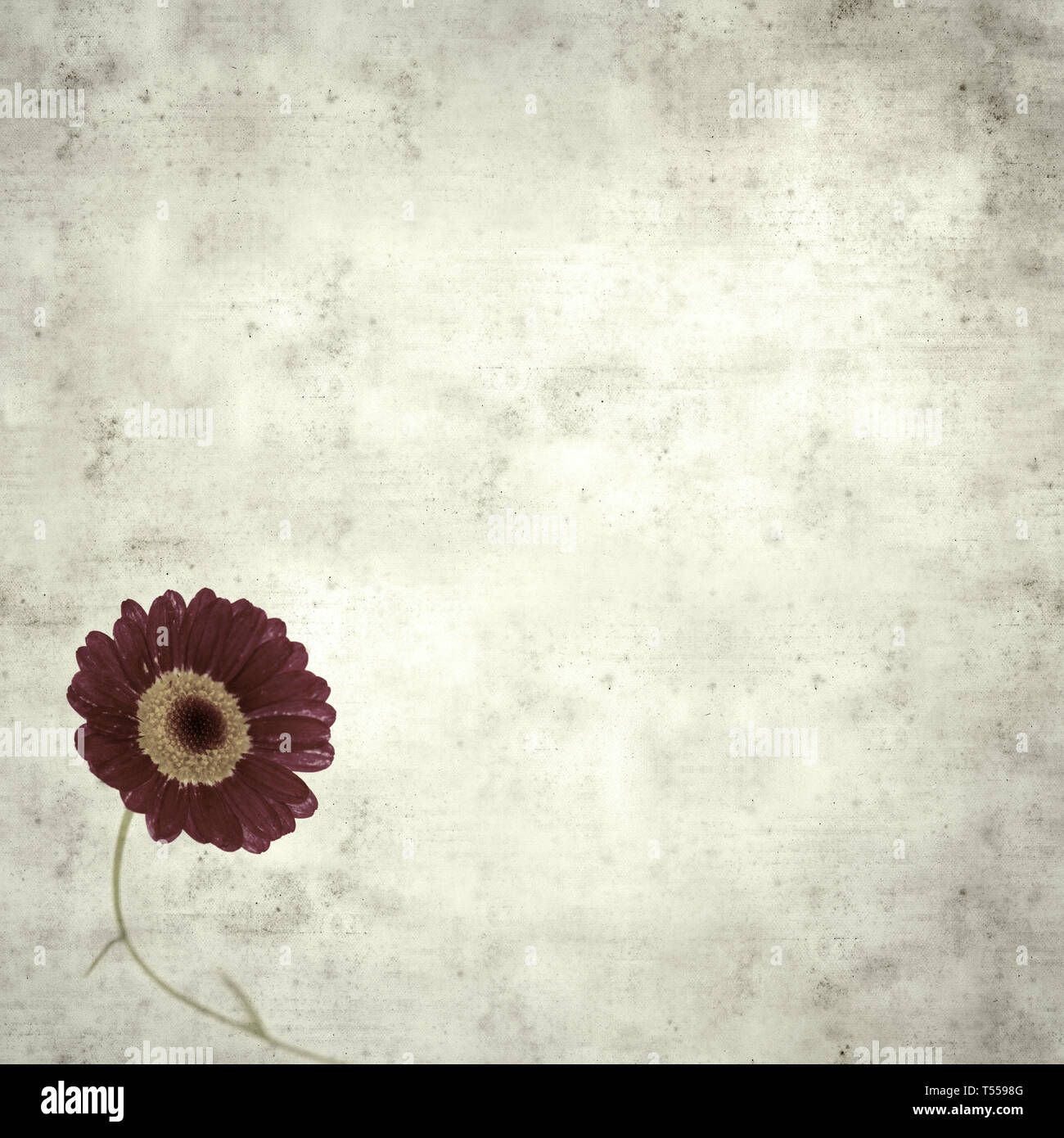textured stylish old paper background, square, with dark red marguerite ...