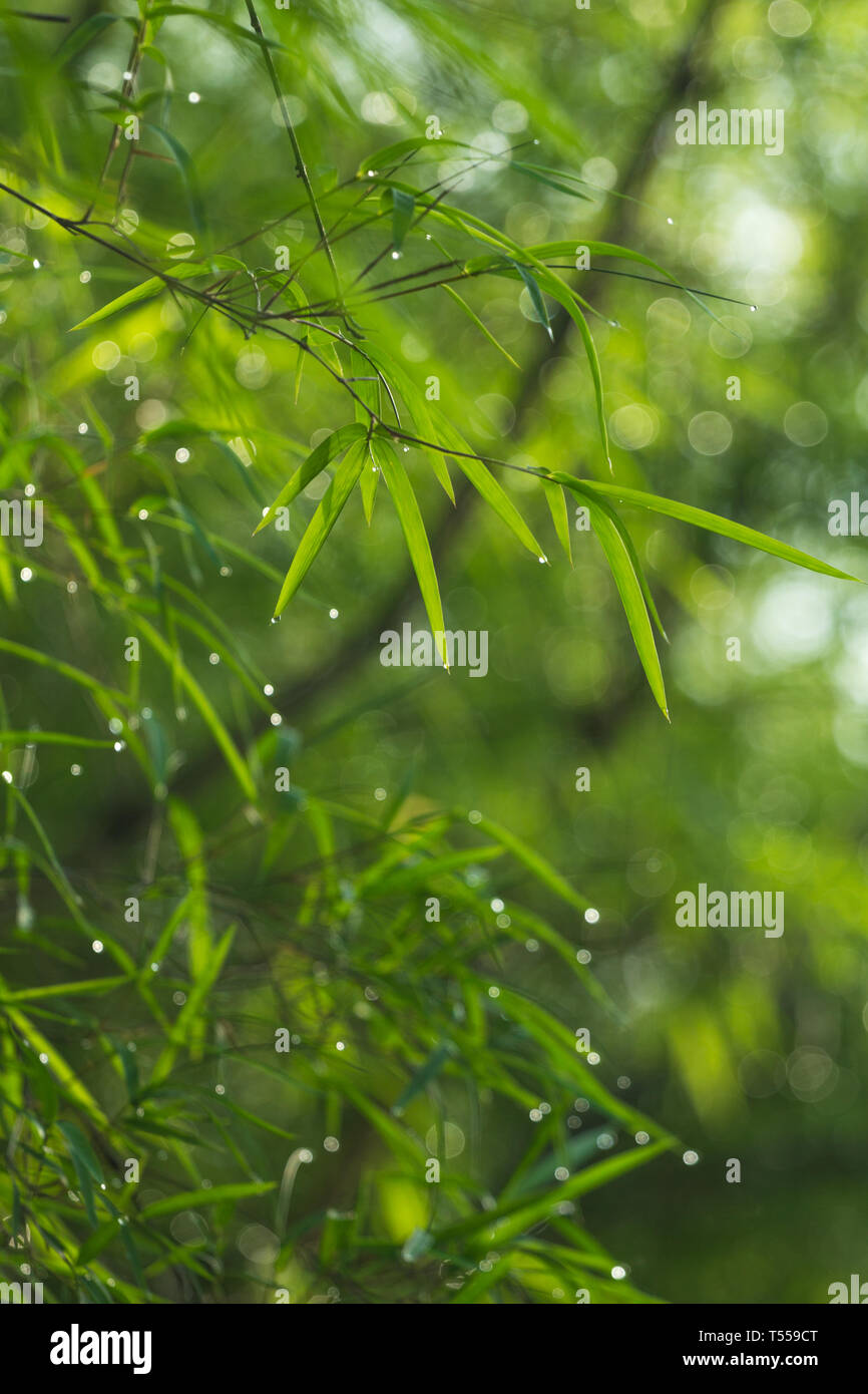 green bamboo leaf with dew in the morning Stock Photo - Alamy