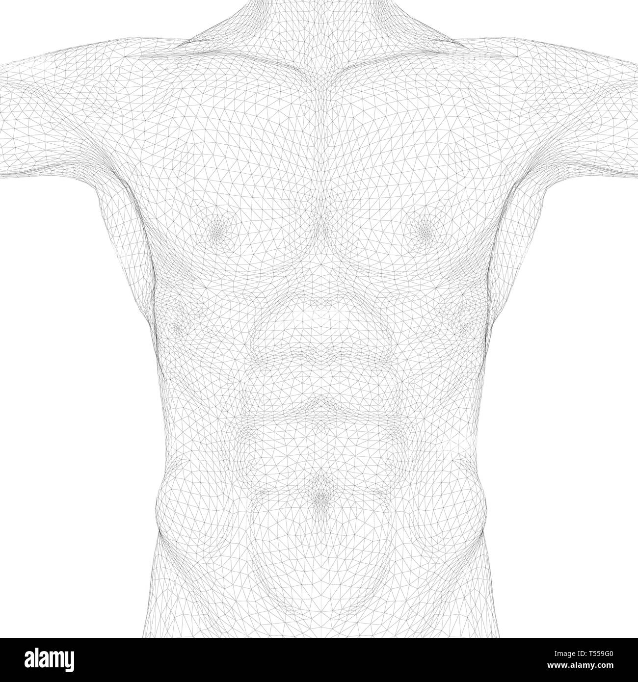 Wireframe of polygonal body of a man. Front view. 3D. Vector ...