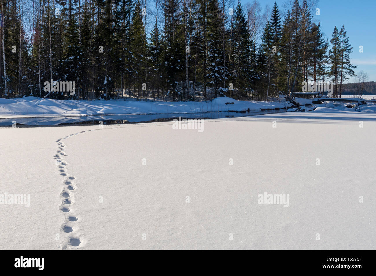 Fox Track In Snow High Resolution Stock Photography and Images - Alamy