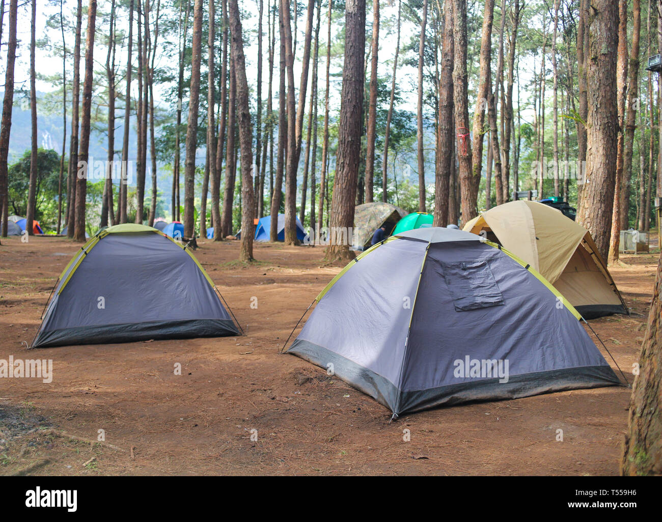 camping in forest Stock Photo - Alamy