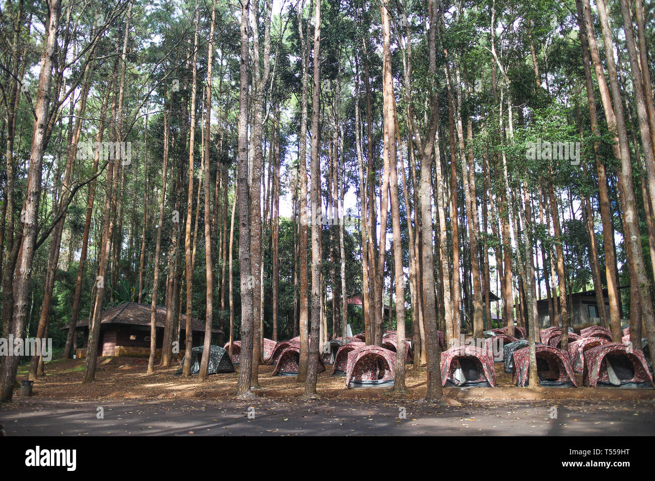 camping in forest Stock Photo - Alamy