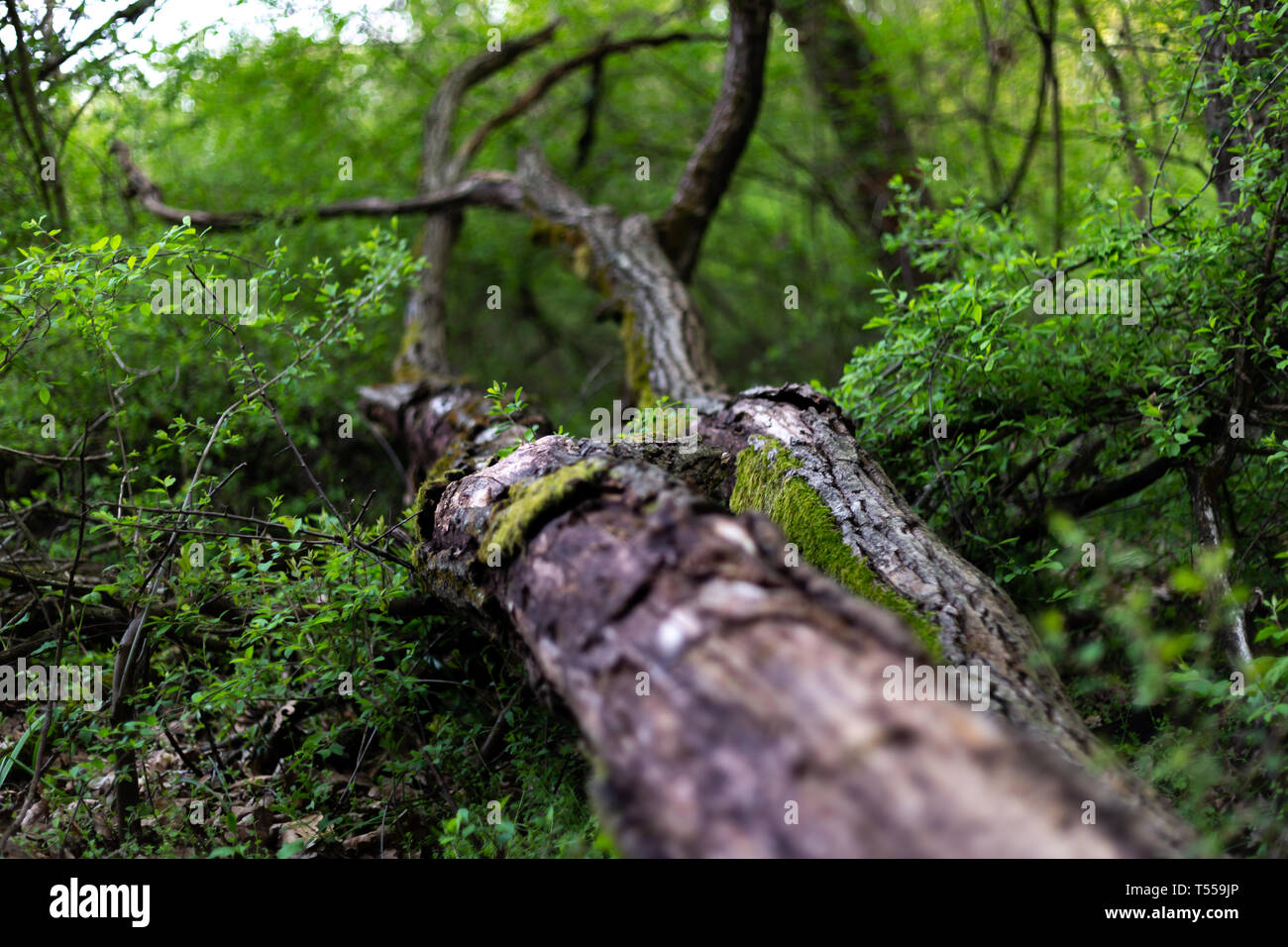 Beautifull moss hi-res stock photography and images - Alamy