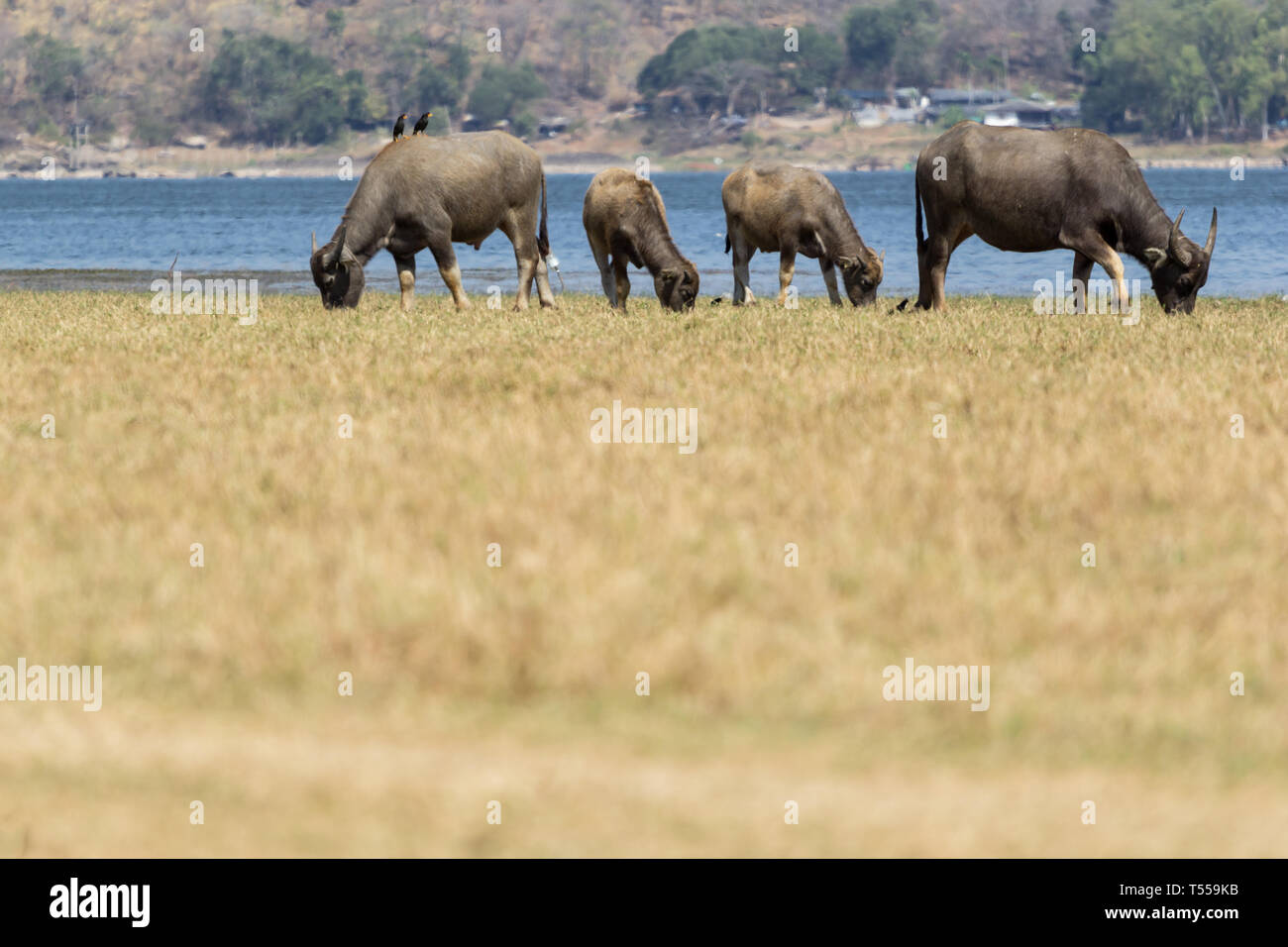buffalo eating grass Stock Photo - Alamy