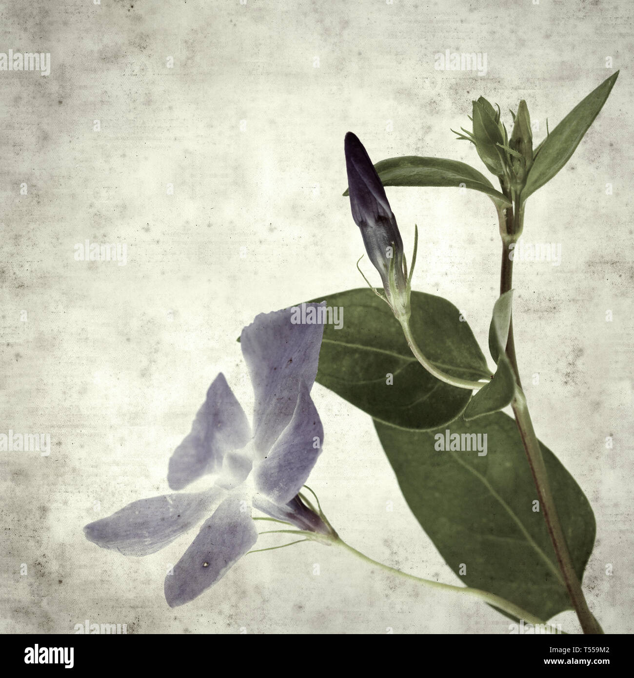 Periwinkle blue paper texture hi-res stock photography and images - Alamy