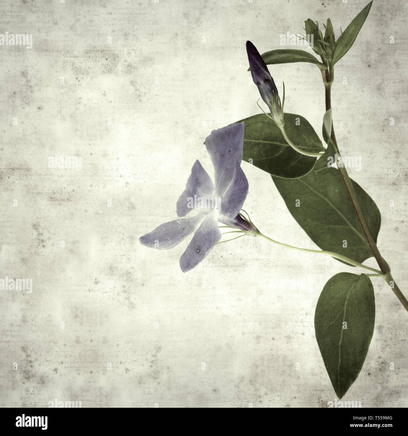 Periwinkle blue paper texture hi-res stock photography and images - Alamy