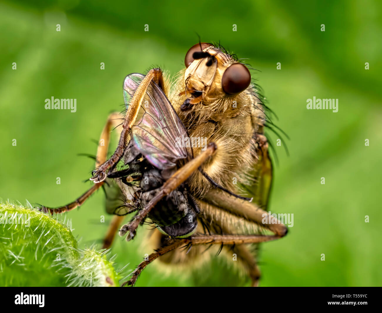 Snack time hi-res stock photography and images - Alamy