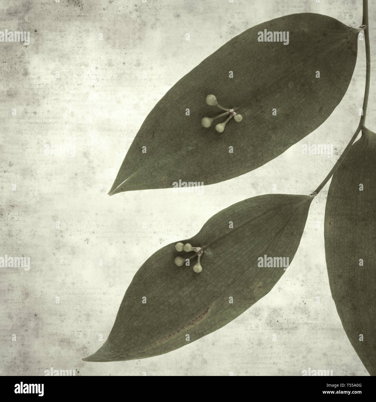 textured stylish old paper background, square, with dark green leaves ...