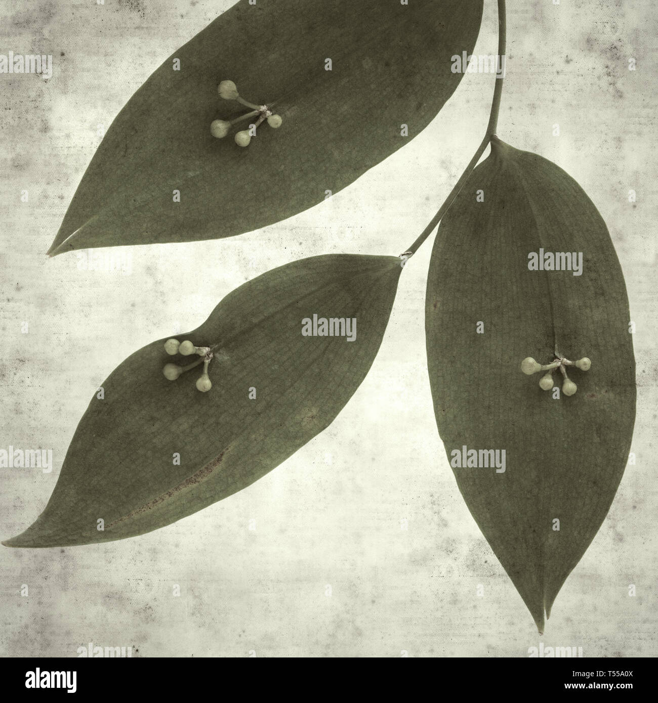 textured stylish old paper background, square, with dark green leaves ...