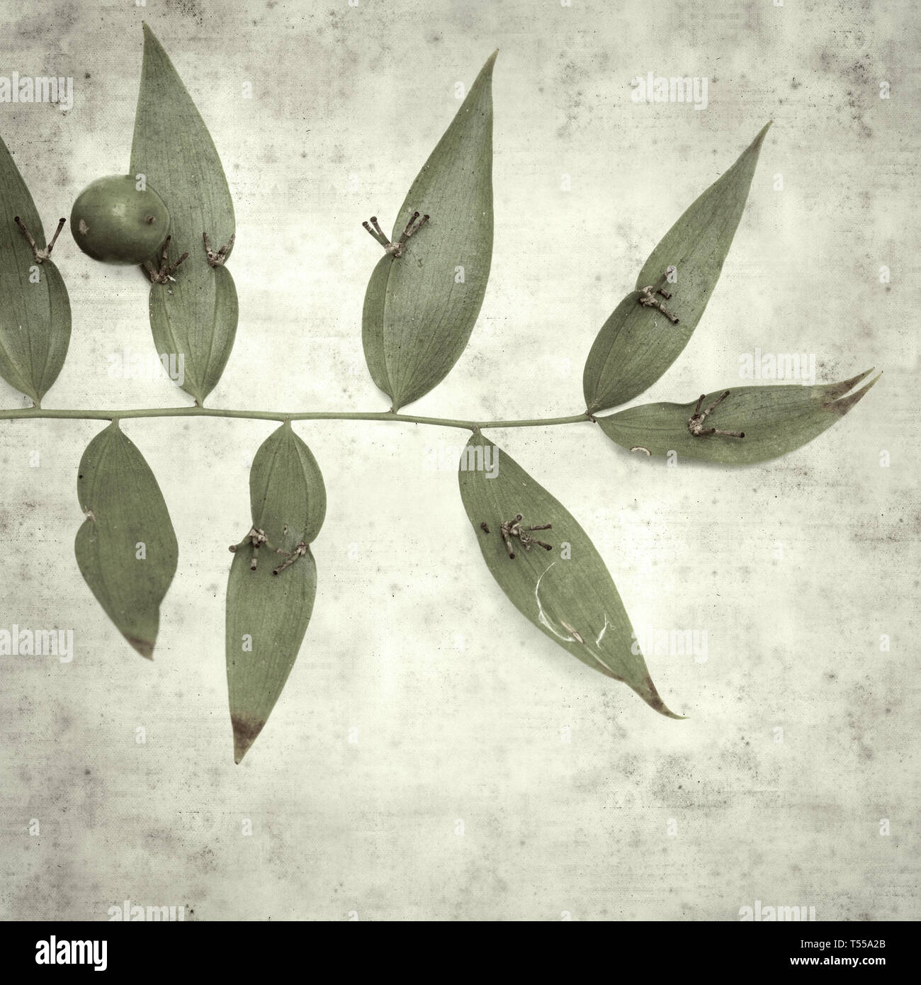 textured stylish old paper background, square, with dark green leaves ...