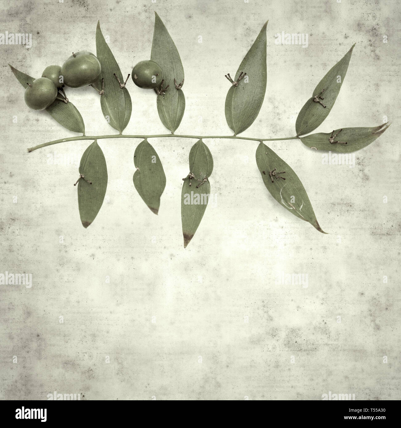 textured stylish old paper background, square, with dark green leaves ...