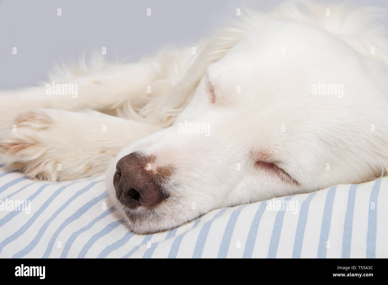 CUTE DOG SLEEPING ON OWNER'S STRIPPED BED Stock Photo - Alamy