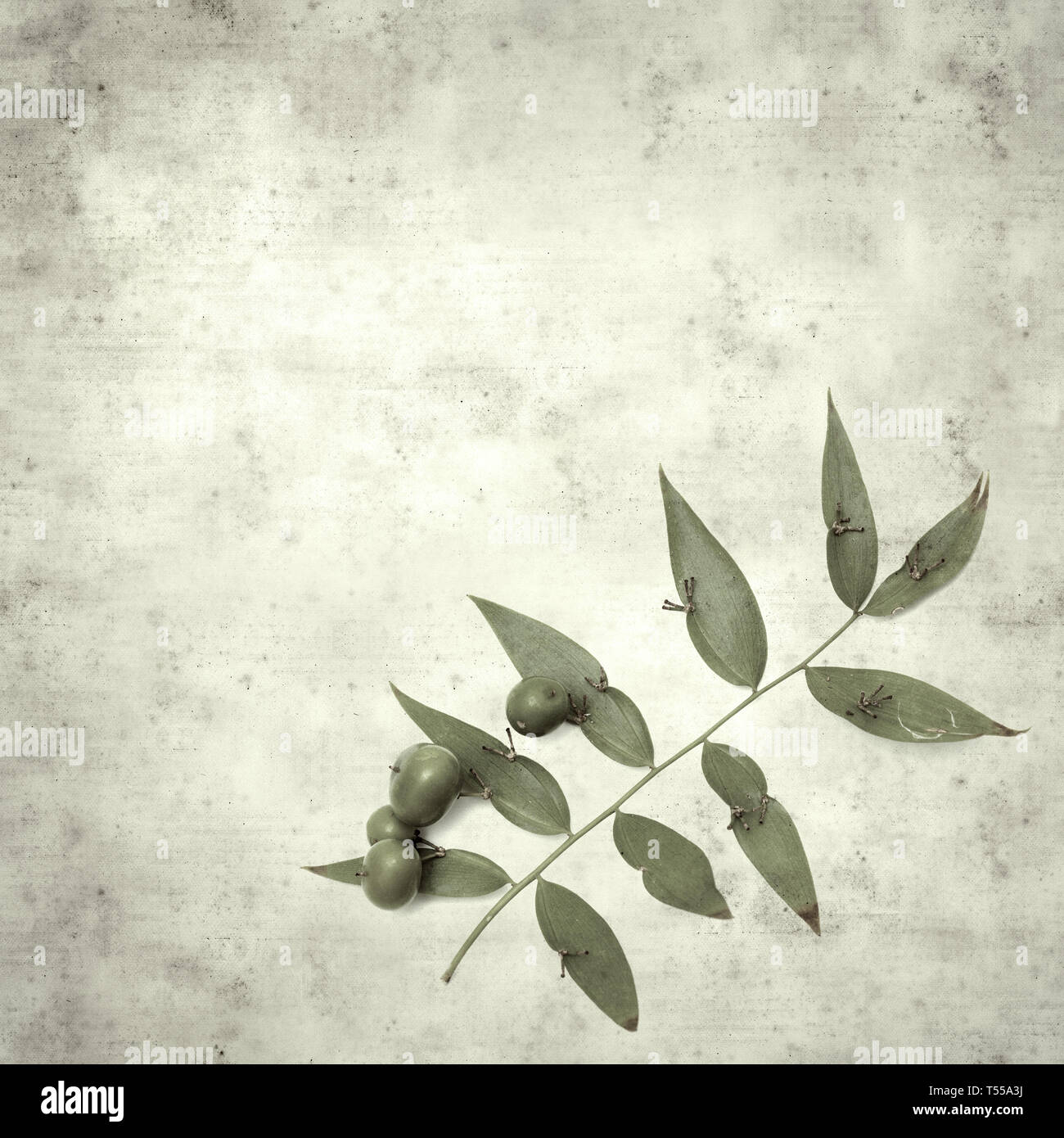 textured stylish old paper background, square, with dark green leaves ...