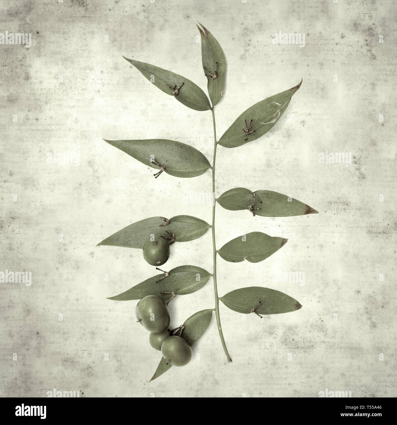 textured stylish old paper background, square, with dark green leaves ...