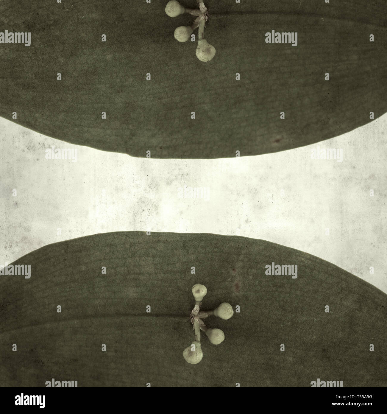 textured stylish old paper background, square, with dark green leaves ...