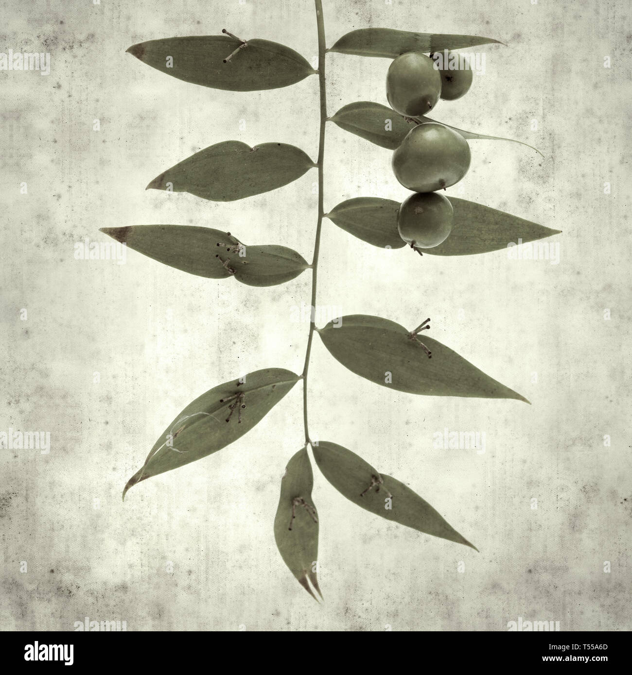 textured stylish old paper background, square, with dark green leaves ...