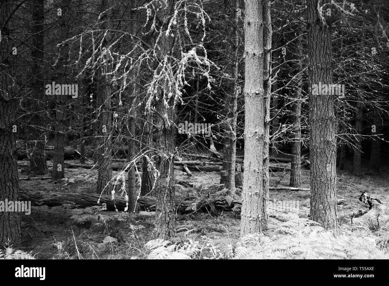 trees with ice on branches Stock Photo - Alamy