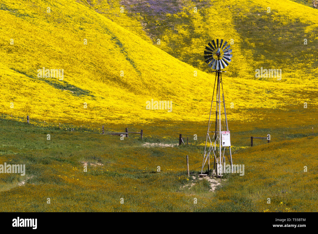 A windmill sits in a valley below wildlfower covered hillsin the along ...