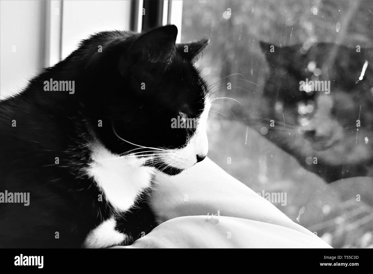 Black and white cat looking out a window Stock Photo - Alamy