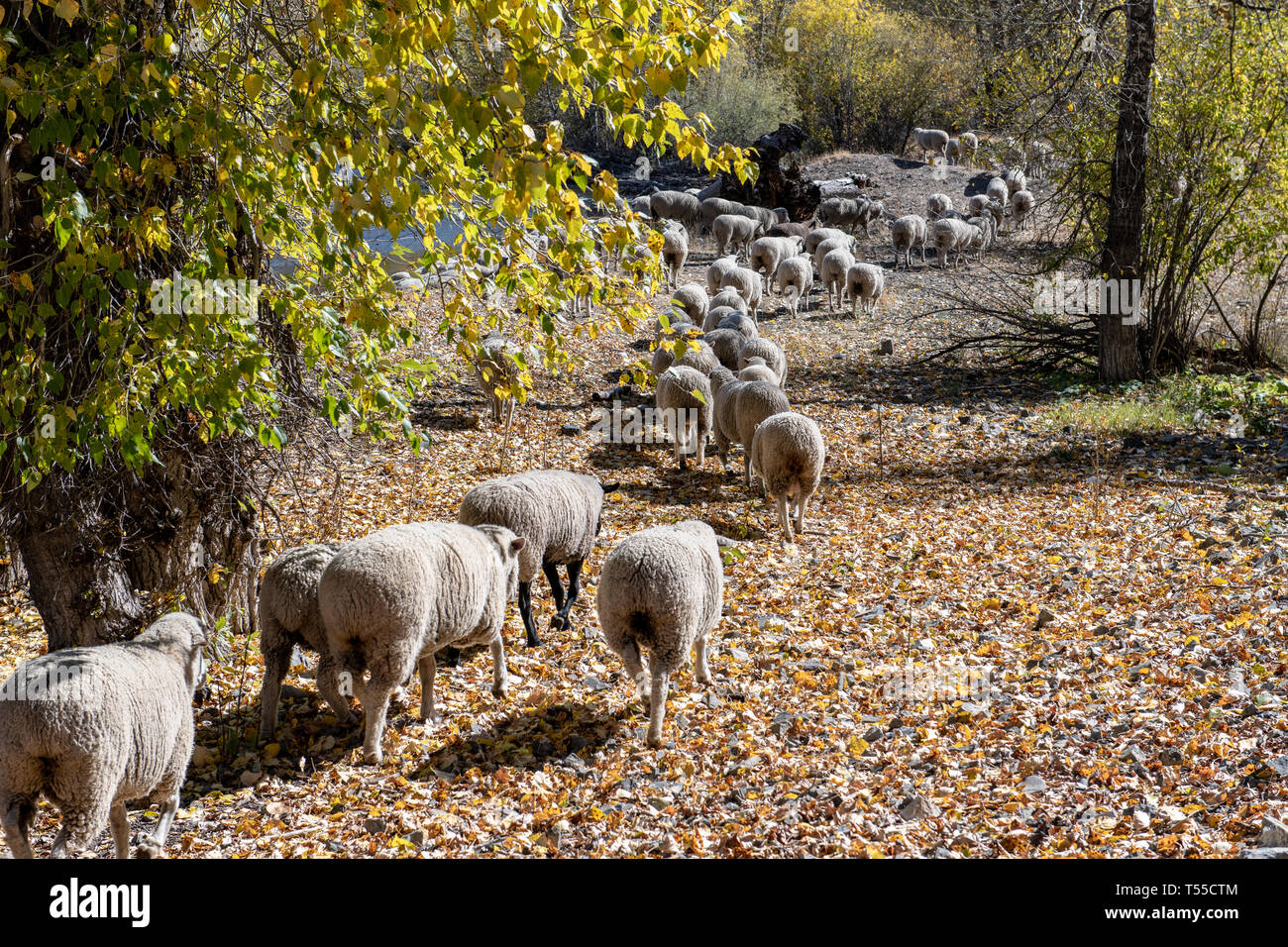 Trailing of the Sheep Festival in Idaho Stock Photo - Alamy