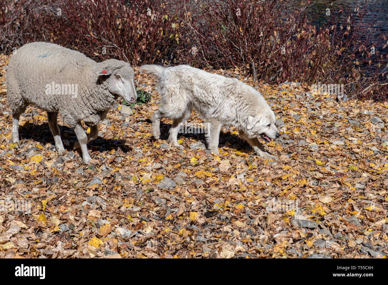 Trailing of the Sheep Festival in Idaho Stock Photo - Alamy