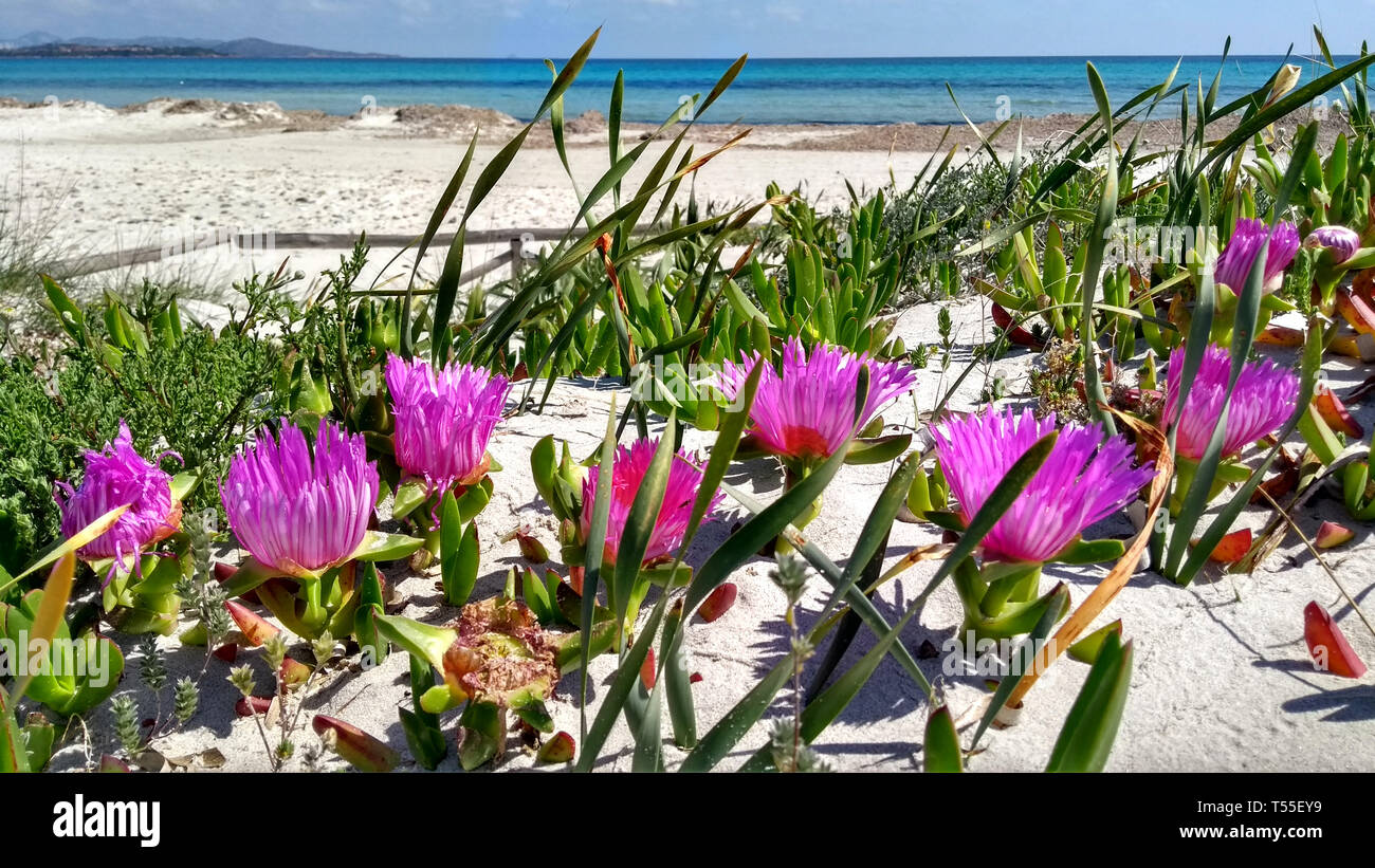 Closeup of Carpobrotus Edulis (Hottentot-fig) fuchsia flowers on the ...