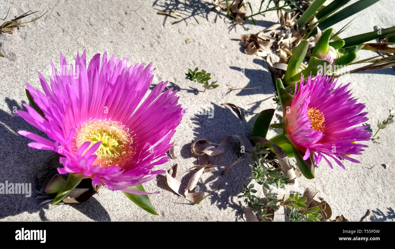 Closeup of Carpobrotus Edulis (Hottentot-fig) fuchsia flowers on the ...