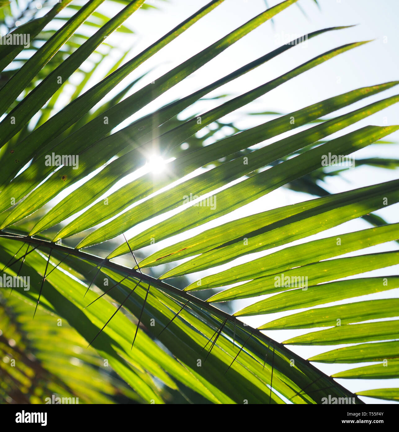 Palm tree in sun light, Bocas Del Toro, Costa Rica Stock Photo - Alamy