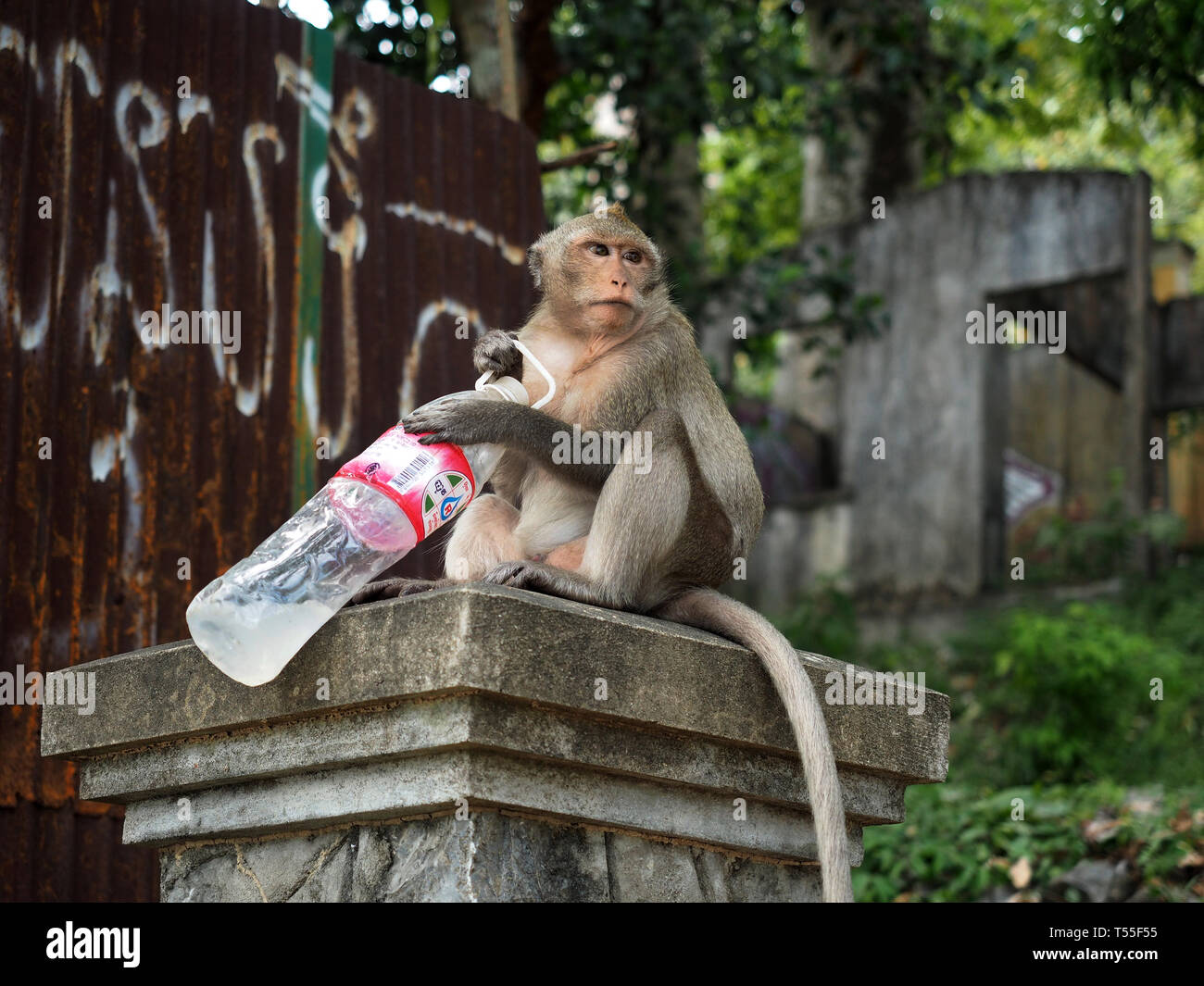 Monkey holding water bottle, Kep, Cmbodia Stock Photo - Alamy
