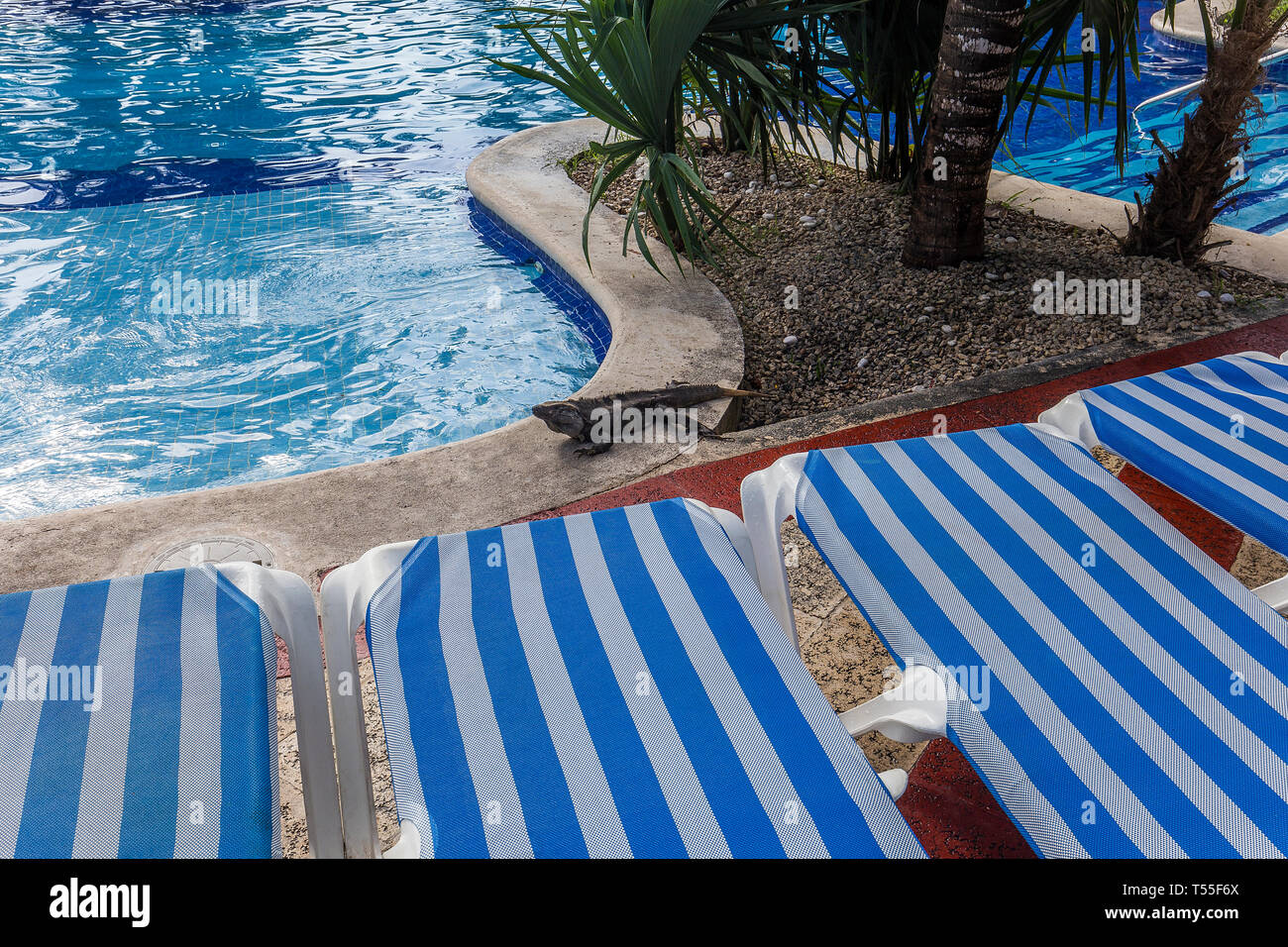 blue Swimming pool in Cancun, Riviera Maya, Mexico Stock Photo - Alamy