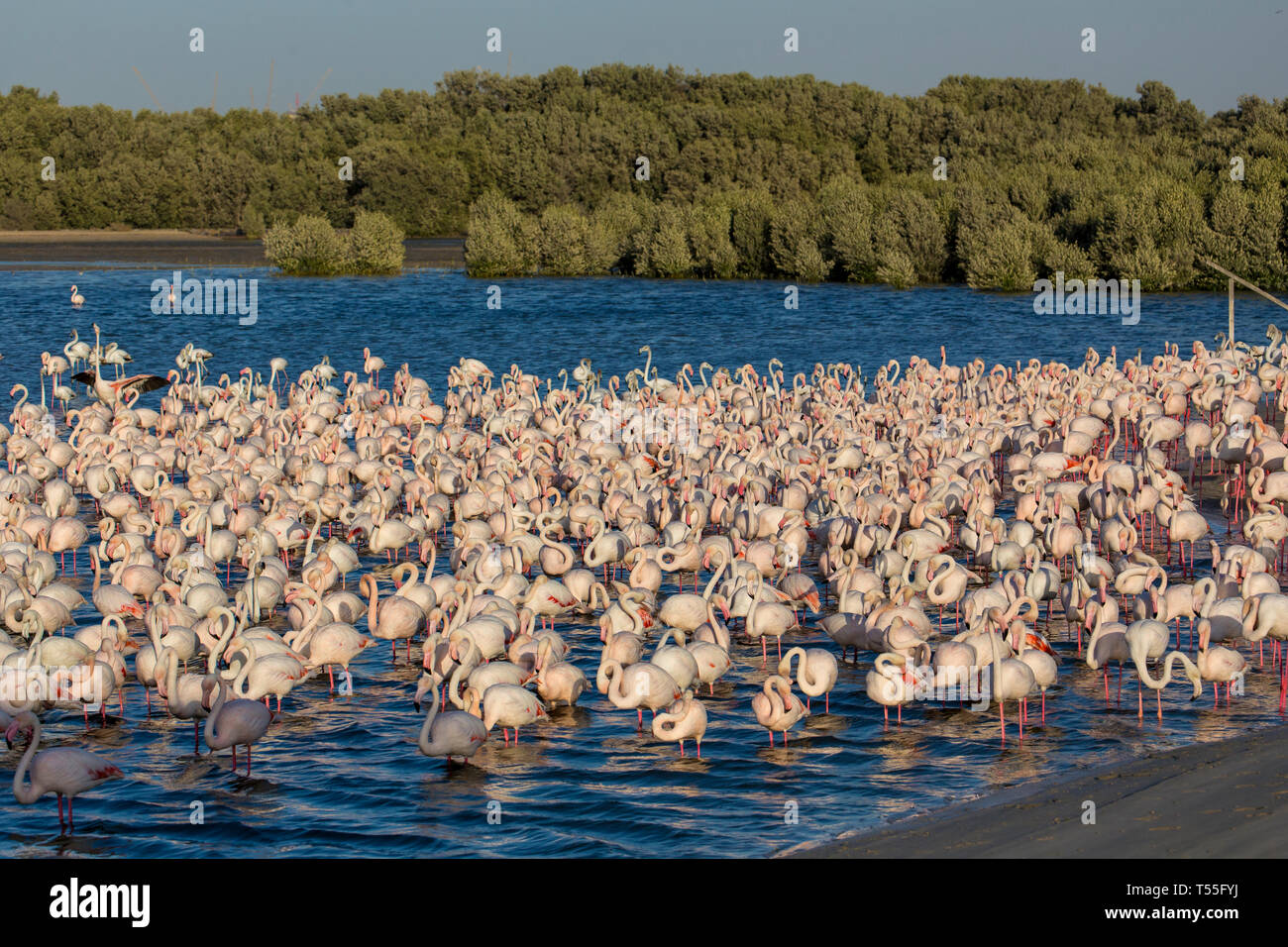 UAE, Dubai, Dubai Creek (Khor Dubai), Ras Al-Khor Wildlife Sanctuary ...