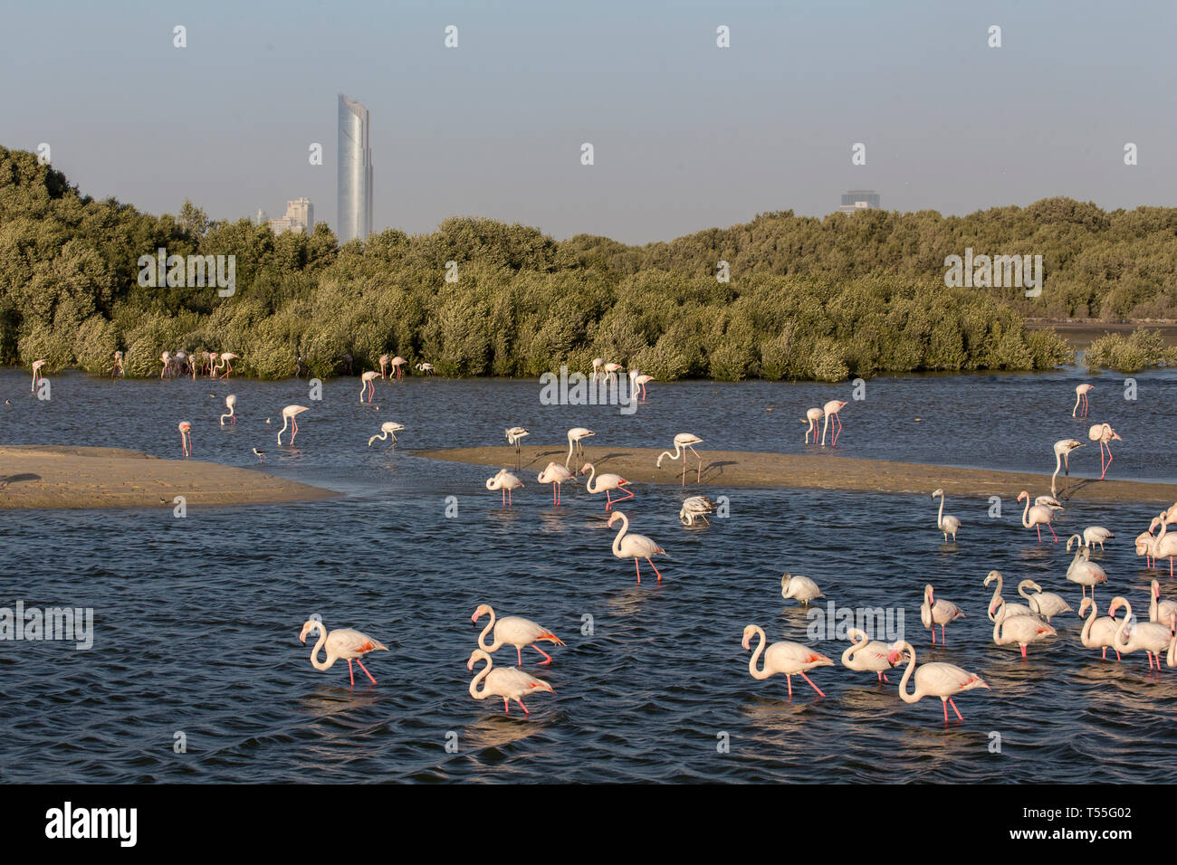 UAE, Dubai, Dubai Creek (Khor Dubai), Ras Al-Khor Wildlife Sanctuary ...