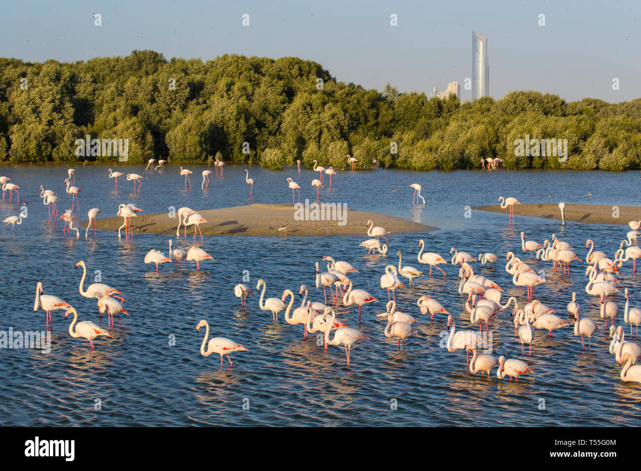 UAE, Dubai, Dubai Creek (Khor Dubai), Ras Al-Khor Wildlife Sanctuary ...