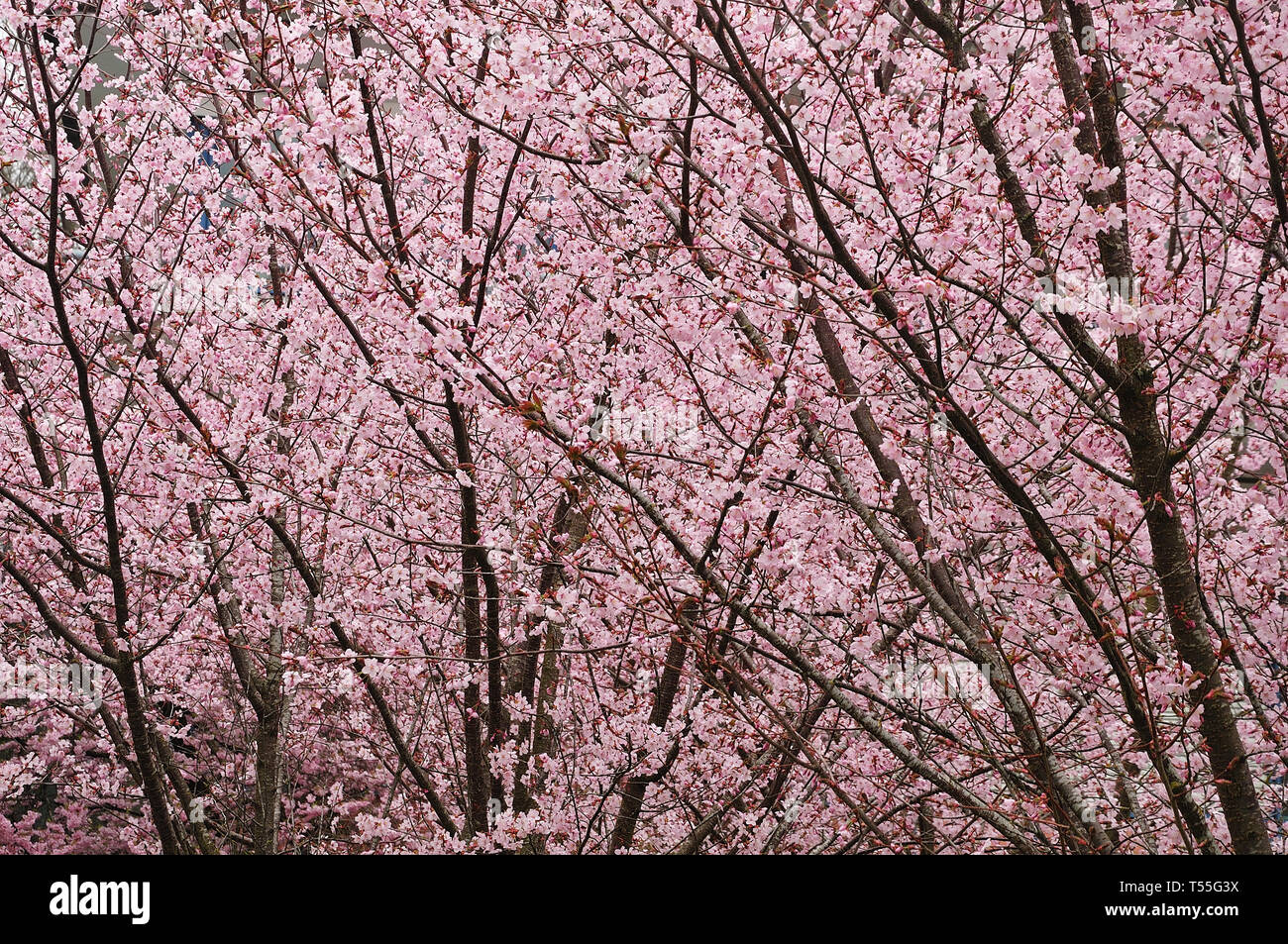 group of pink flowering cherry trees in springtime in public park Stock Photo - Alamy
