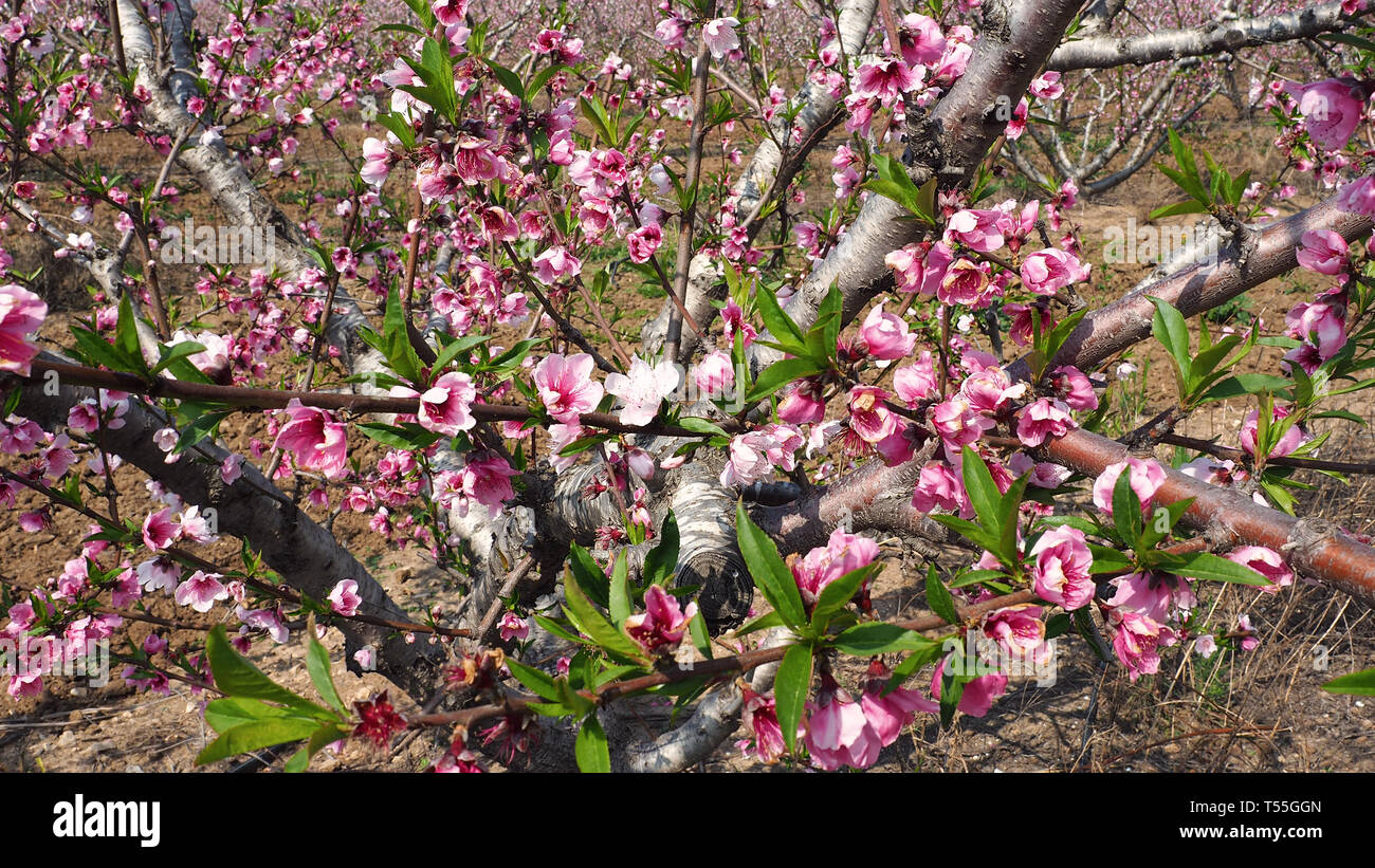 Flowering peach tree in a plantation. Spring time Stock Photo - Alamy