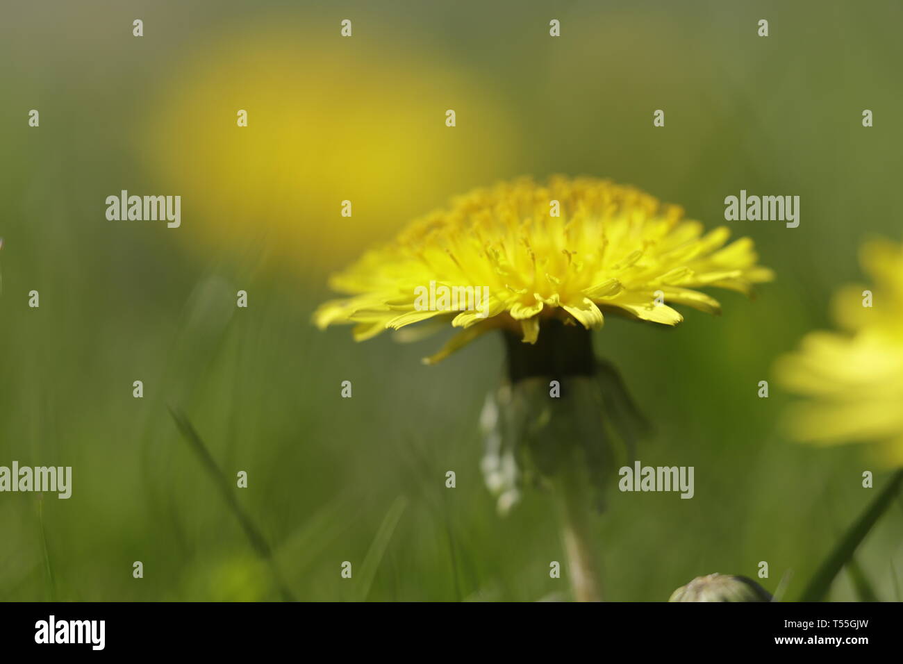 Dandelion flower in macro photography Stock Photo - Alamy