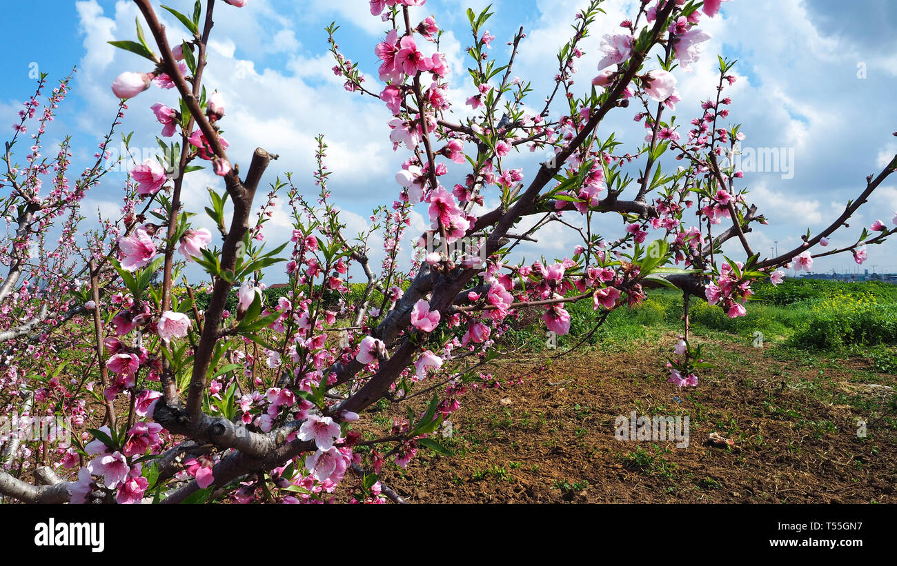 Flowering peach tree in a plantation Stock Photo - Alamy