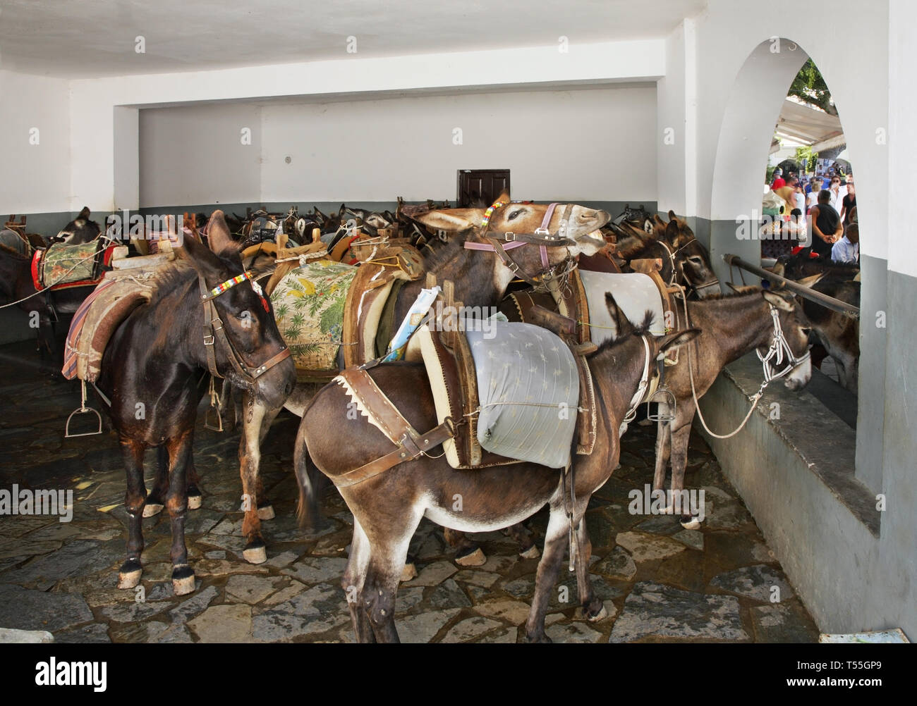 Lindos donkeys hi-res stock photography and images - Alamy