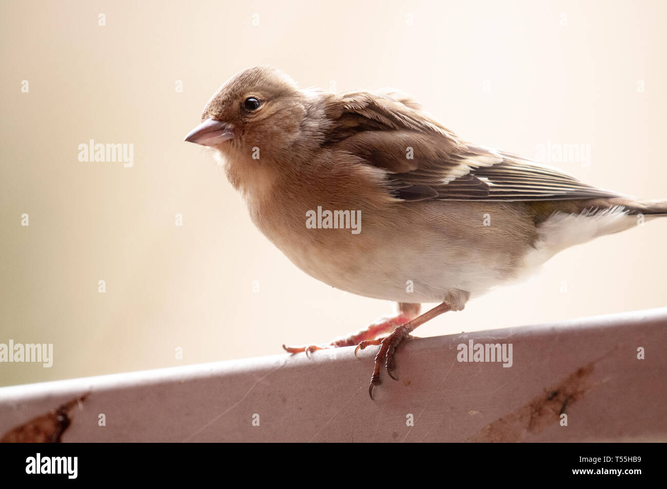 Tree sparrow chicken hi-res stock photography and images - Alamy